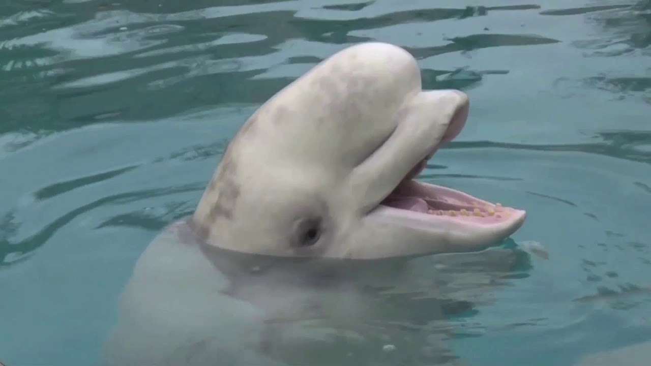 Learn About Beluga Whale Vocalizations - Sounds Of The Aquarium