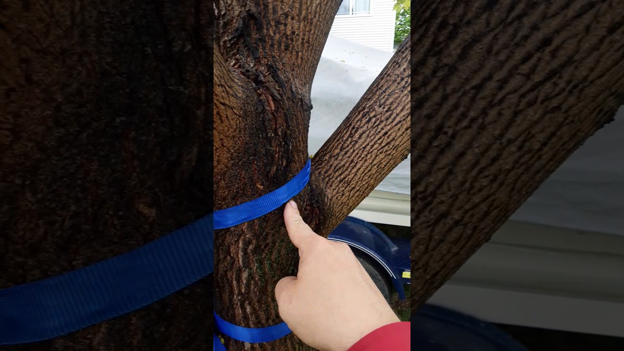 I will show you how to repair a splitting tree without girdling it