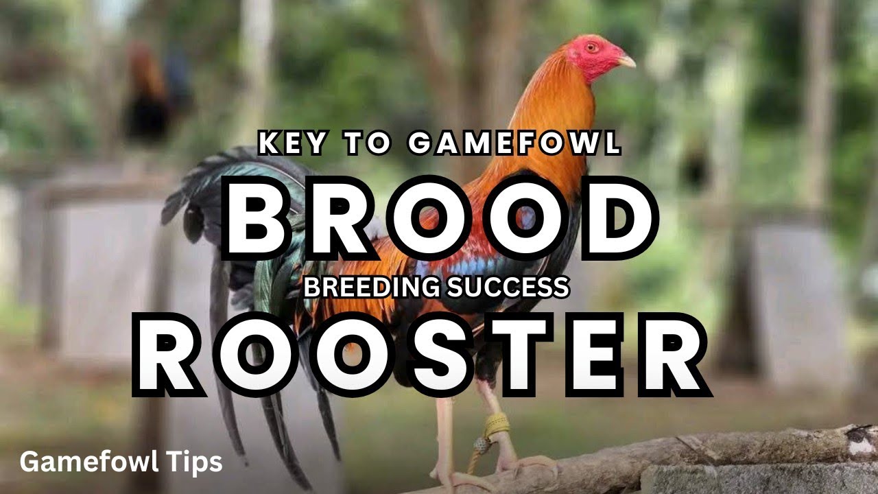 Brood Roosters: The Key to Gamefowl Breeding Success