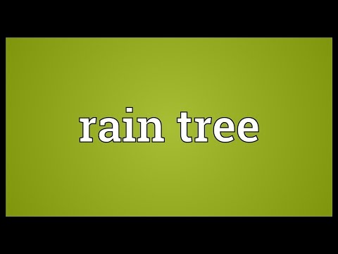 Rain tree Meaning
