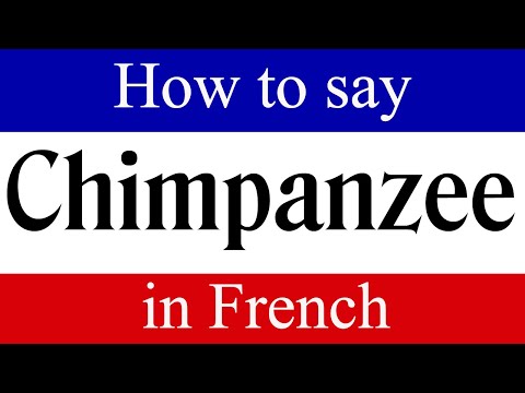 How To Say "Chimpanzee" in French | SUPPORT JINGLE JEFF: https://gofund.me/745872b2
