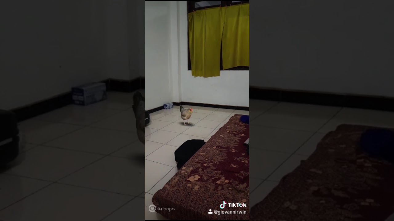 A cock in the house