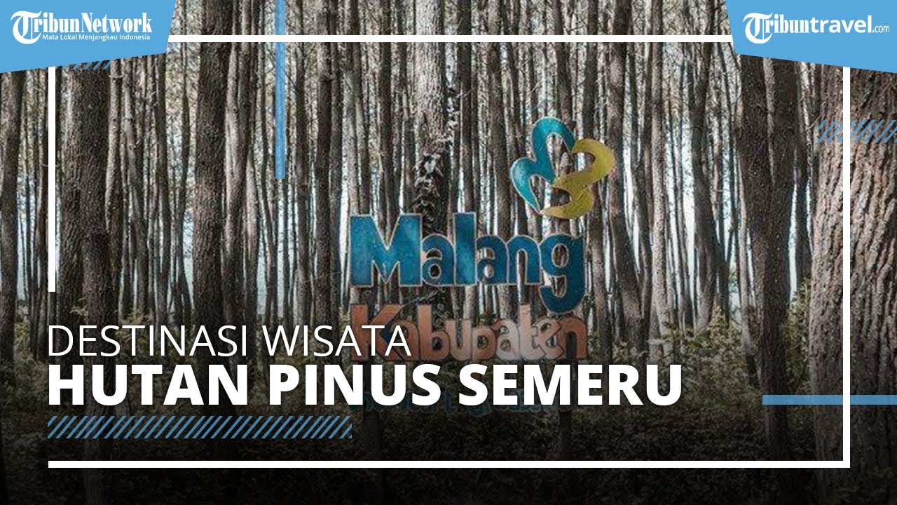 Hutan Pinus Semeru, Wisata Baru di Malang untuk Nikmati Liburan Akhir ...