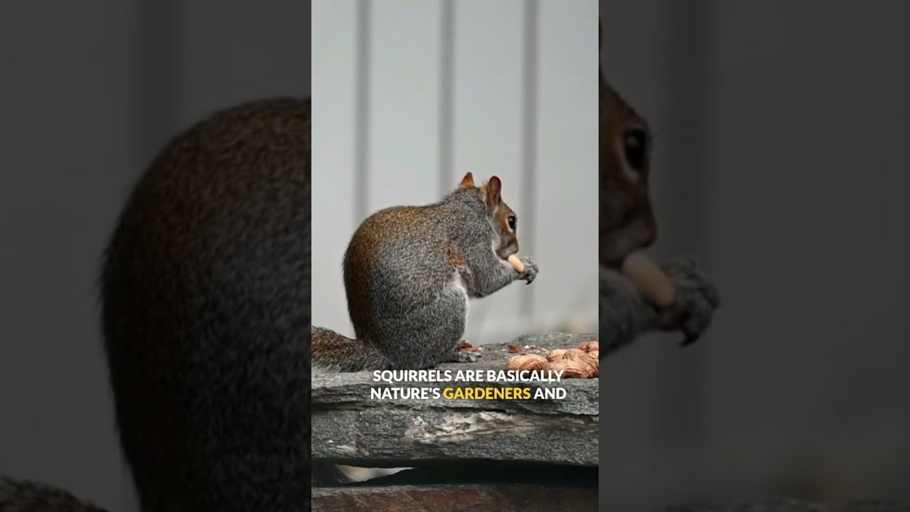 🐿️ Squirrels Secretly Plant Forests—And They Don’t Even Know It! 🌳😲