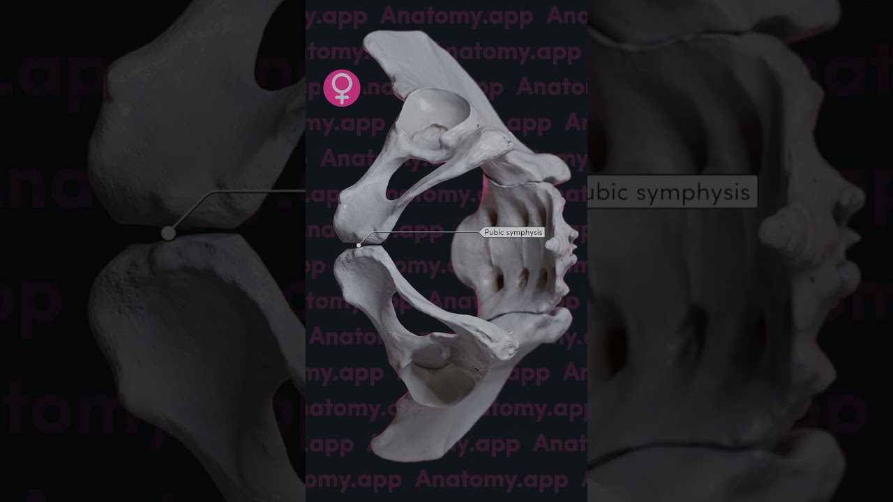 Biomechanics of the sacroiliac joints: nutation and counternutation