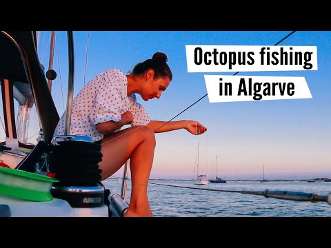 Sustainable Octopus fishing? – Sustainable Sailing