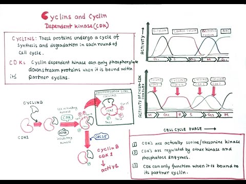 Cell cycle regulation by cyclin and CDKs