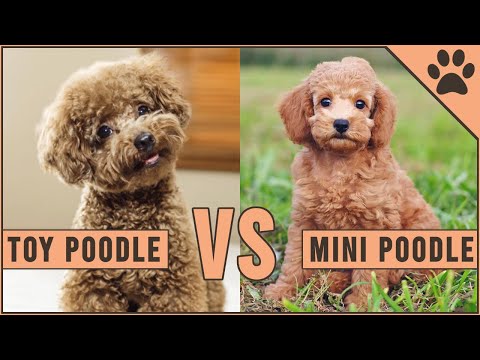 Toy Poodle vs Miniature Poodle