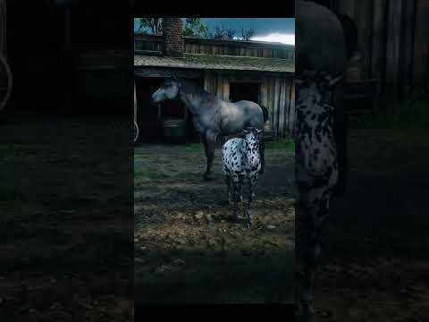 Steam Community :: Video :: Our first foal on Rift Redm!