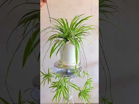 DIY Grow Spider Plant in this way #plants #houseplants #homedecor
