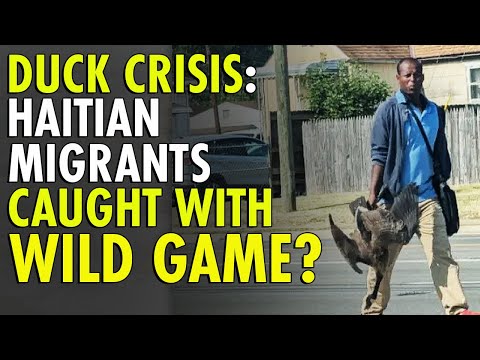 Haitian Immigrants Accused Of Harvesting Ducks From Springfield Park ...