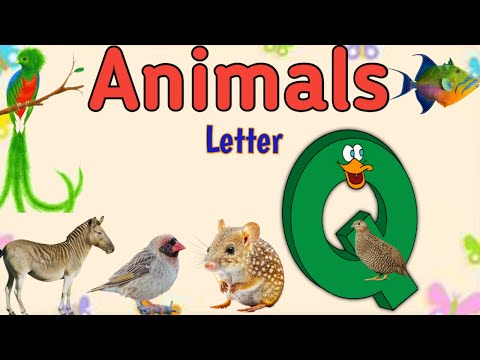 Animals Starting with Letter "Q" | English Vocabulary | Animals name with Pictures for Kids #animals