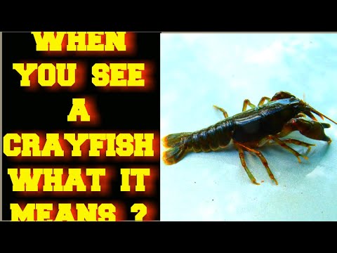WHEN YOU SEE A CRAYFISH WHAT DOES IT MEAN ?