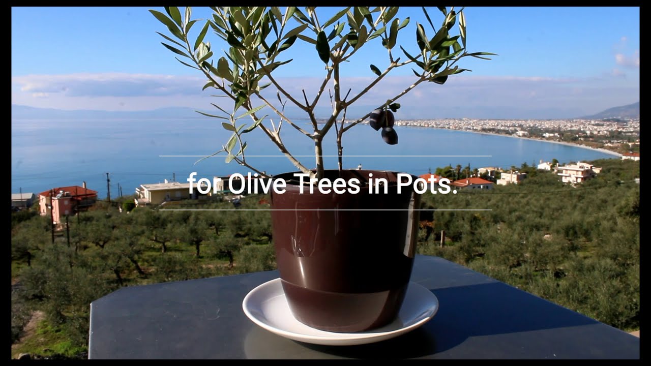 Watering Olive Tree in Pot - Deep Watering Method