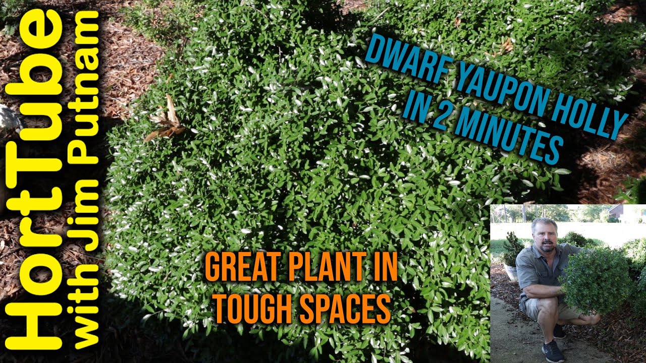 Dwarf Yaupon Holly in 2 Minutes - Best Plant For Tough Conditions