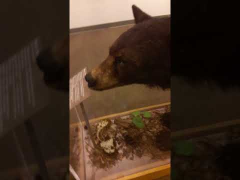 Looking at animals in the Smoky Mountains