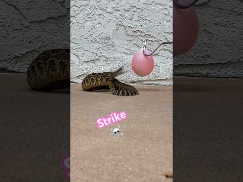 Rattlesnake bite ☠️