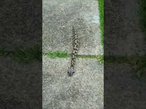 Gaboon viper moves like a caterpillar 🐛