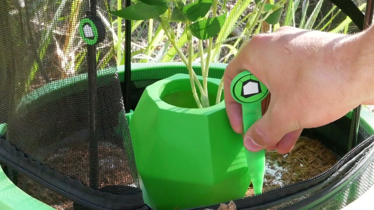 Insectimo - Stick Insects Information