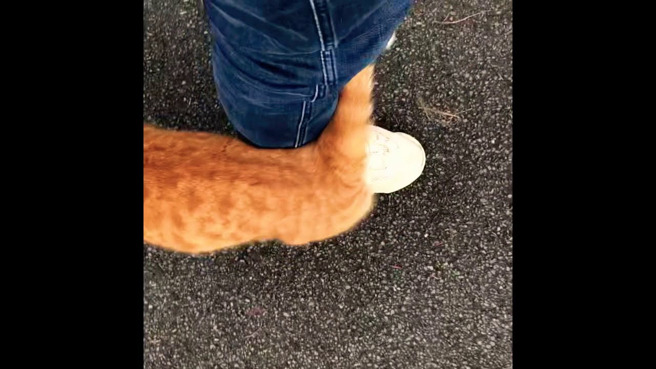 Little pussy (so cute)
