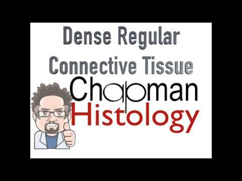 3 Min Histology - Dense Regular Connective Tissue