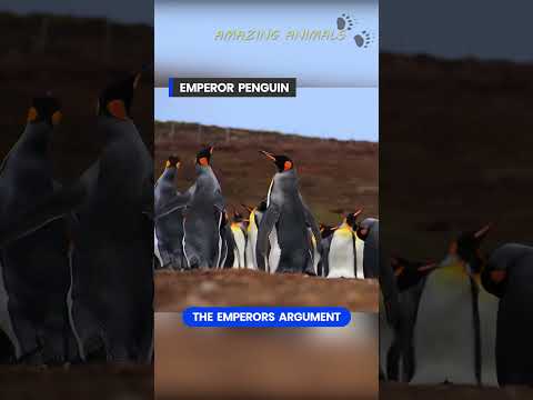 The Emperors Argument! Amazing Animal Facts! Emperor penguin!