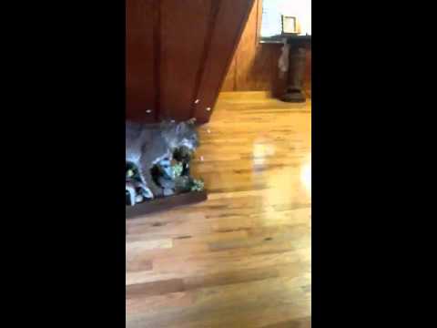 Boxer, Ace attacks stuffed Bobcat