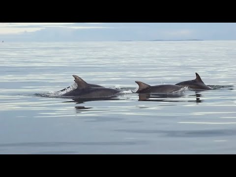 WDC Shorewatch - citizen science in Scotland | Whale and Dolphin Conservation