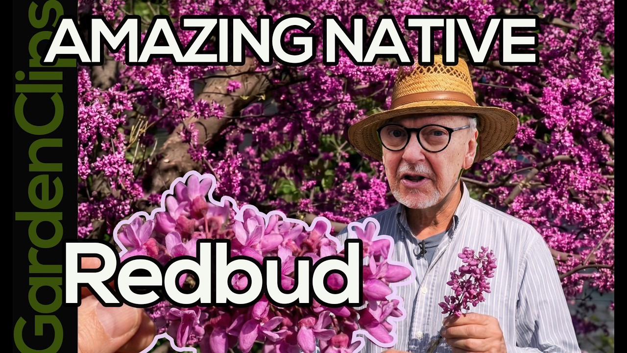Eastern Redbud: The Complete Guide to This Stunning Native Tree (Cercis canadensis)