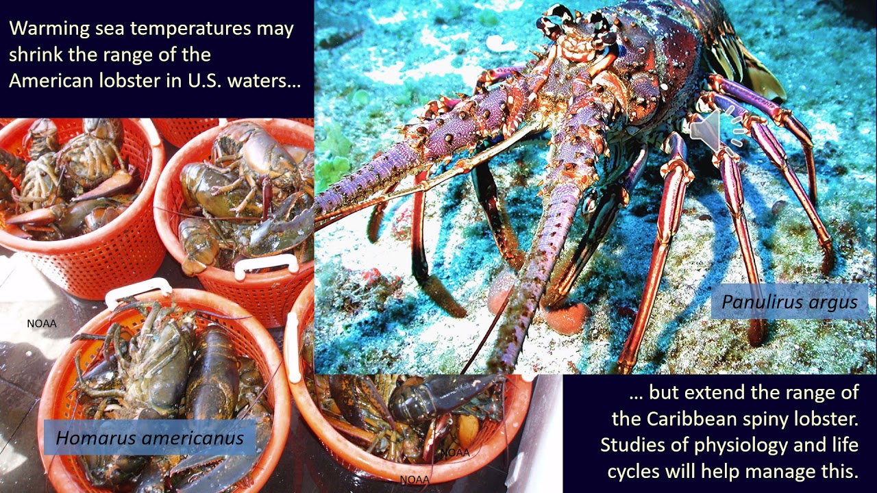 FAS5407 Biology of Fishery and Aquaculture Invertebrates