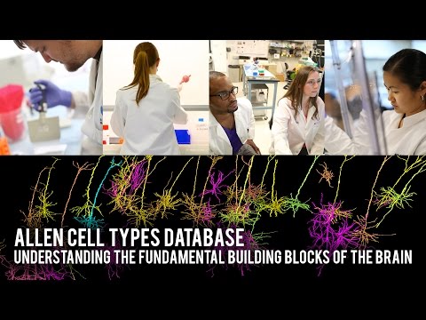 Information about Allen Institute Cell Types Dataset | CellTypesLesson