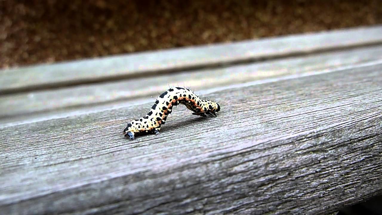 Magpie Moth (Abraxas grossulariata) larva