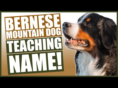 PUPPY TRAINING! Teaching Your BERNESE MOUNTAIN DOG Puppy Their Name