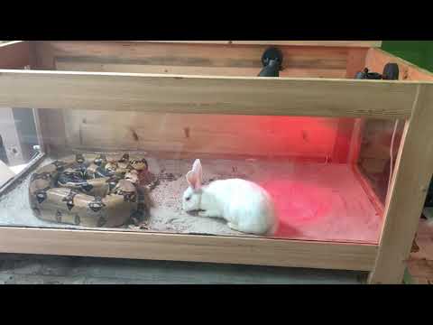 Boa Constrictor attack rabbit feeding (live feeding)