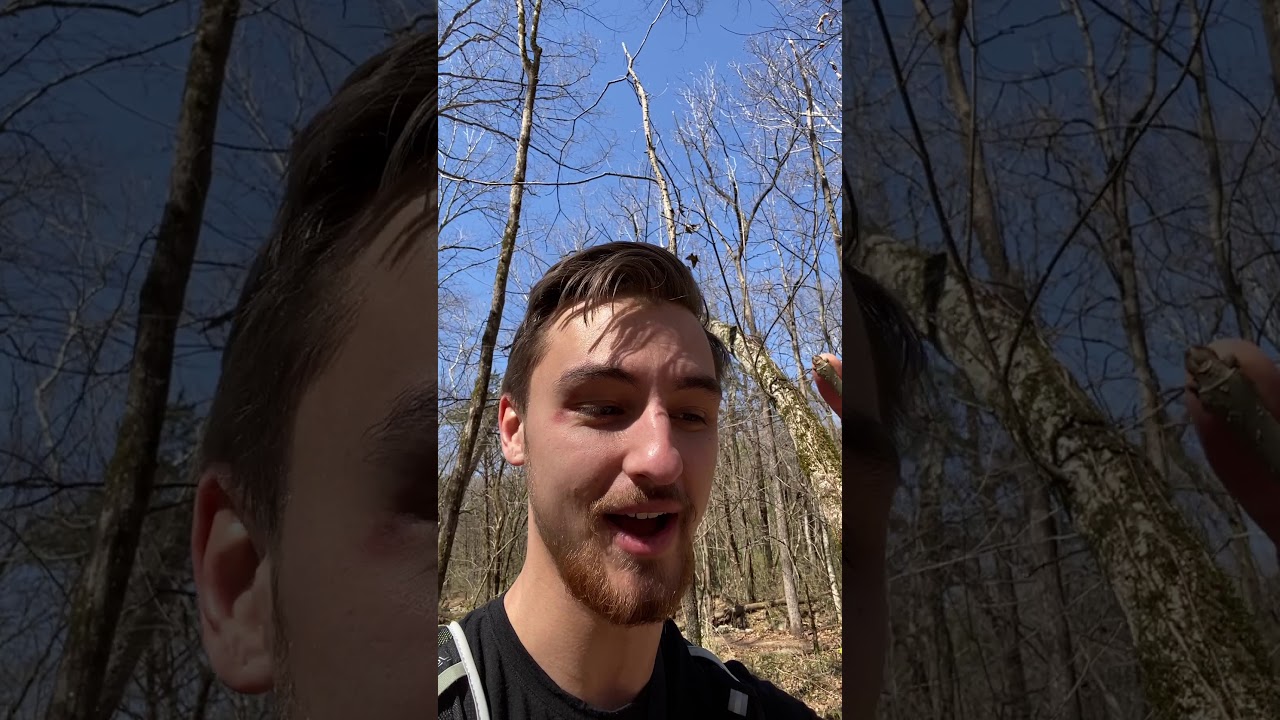 How to ID Ash Tree by the bud in Winter