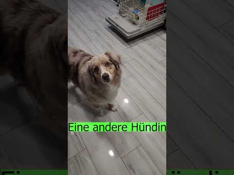 German Word of the day - Der Hund/Hündin (the Dog)