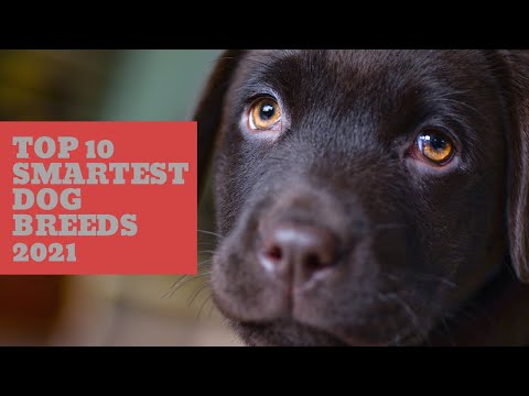 Top 10 smartest dog breeds in the world 2021 ππ©πβπ¦ΊπΆ