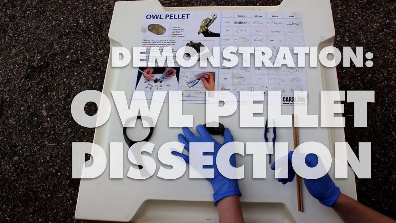 Pellet Dissection Demonstration