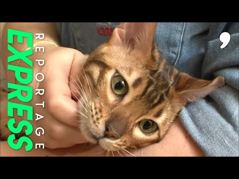 Documentaire | Le concours du plus beau chat de France