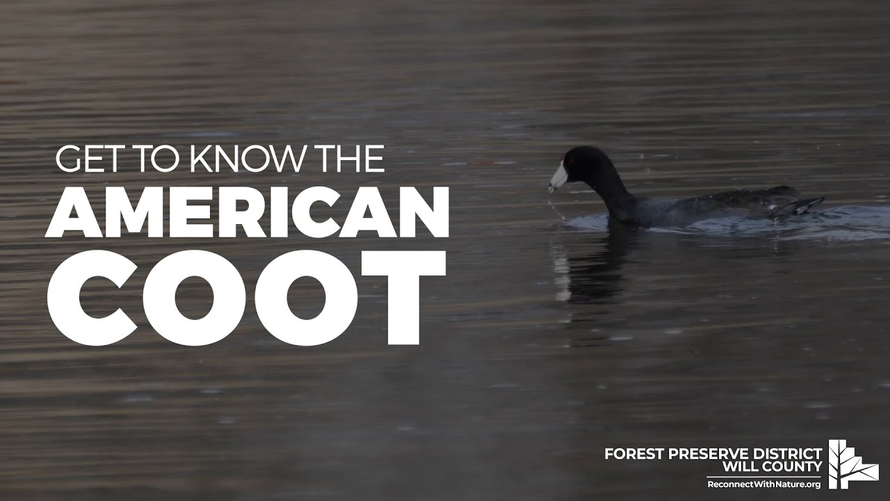 Get to know the American Coot