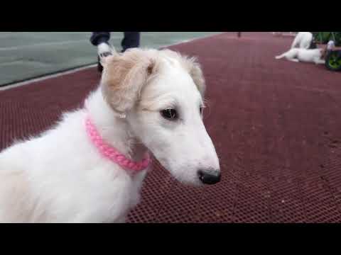 Borzoi puppies