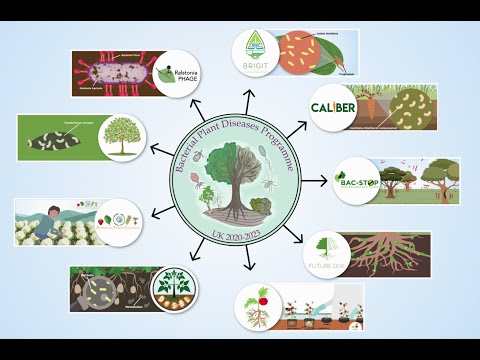 Bacterial Plant Diseases Programme – Working together to protect plants ...