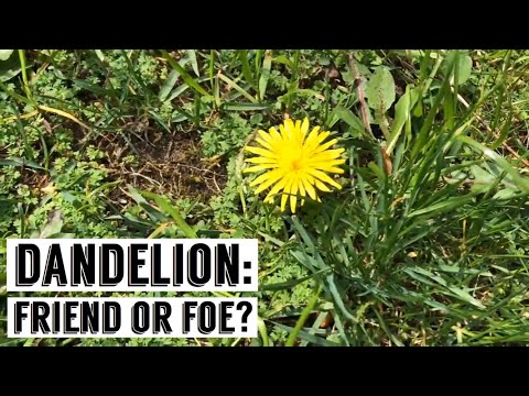 Are Dandelions A Weed?
