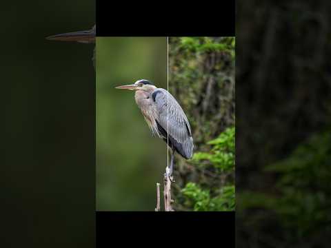 How to blur background in photoshop #tutorial #photoshop