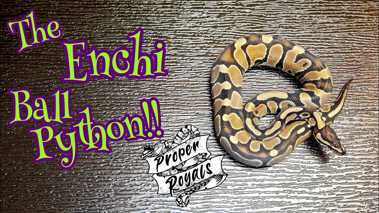 Take a close up look at The ENCHI Ball Python morph.