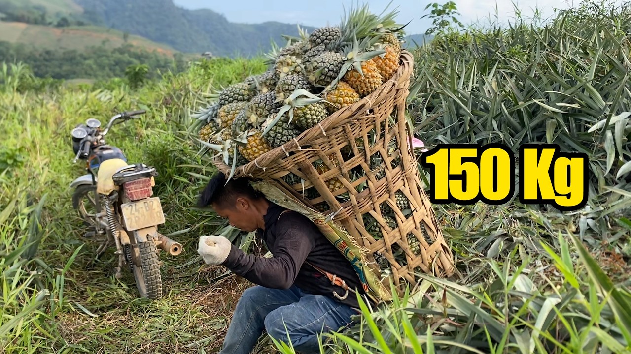 Unbelievable - How Pineapples Are Harvested In The Mountains
