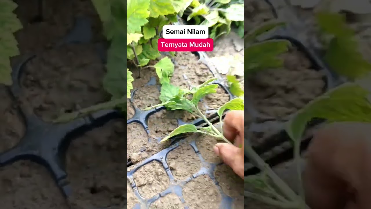 bibit nilam pakai rak potrey #perkebunan #nilam