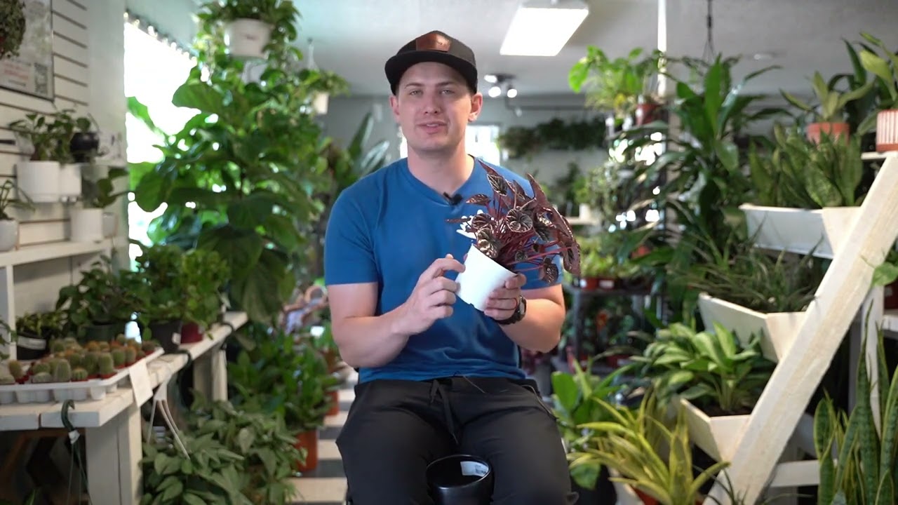 Red Ripple Peperomia Care Guide