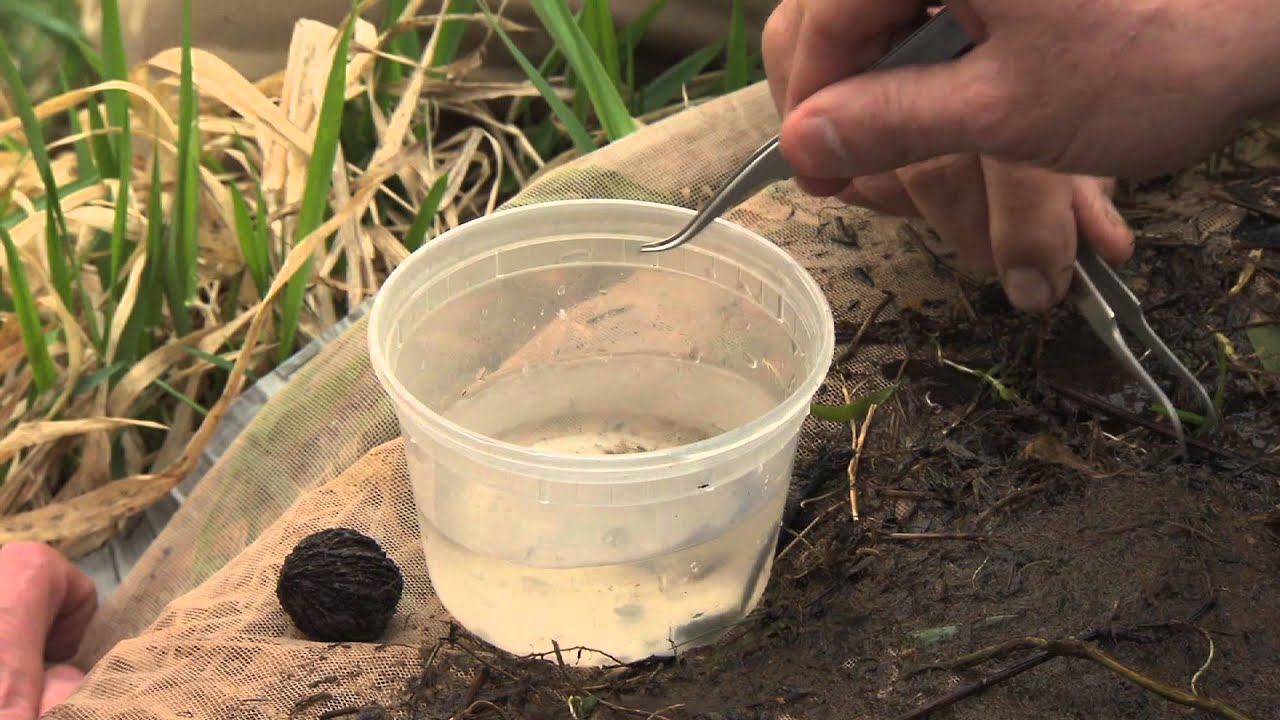 Macroinvertebrates and Water Quality