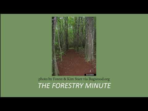 When to upgrade the tread on your forest trails - The Forestry Minute